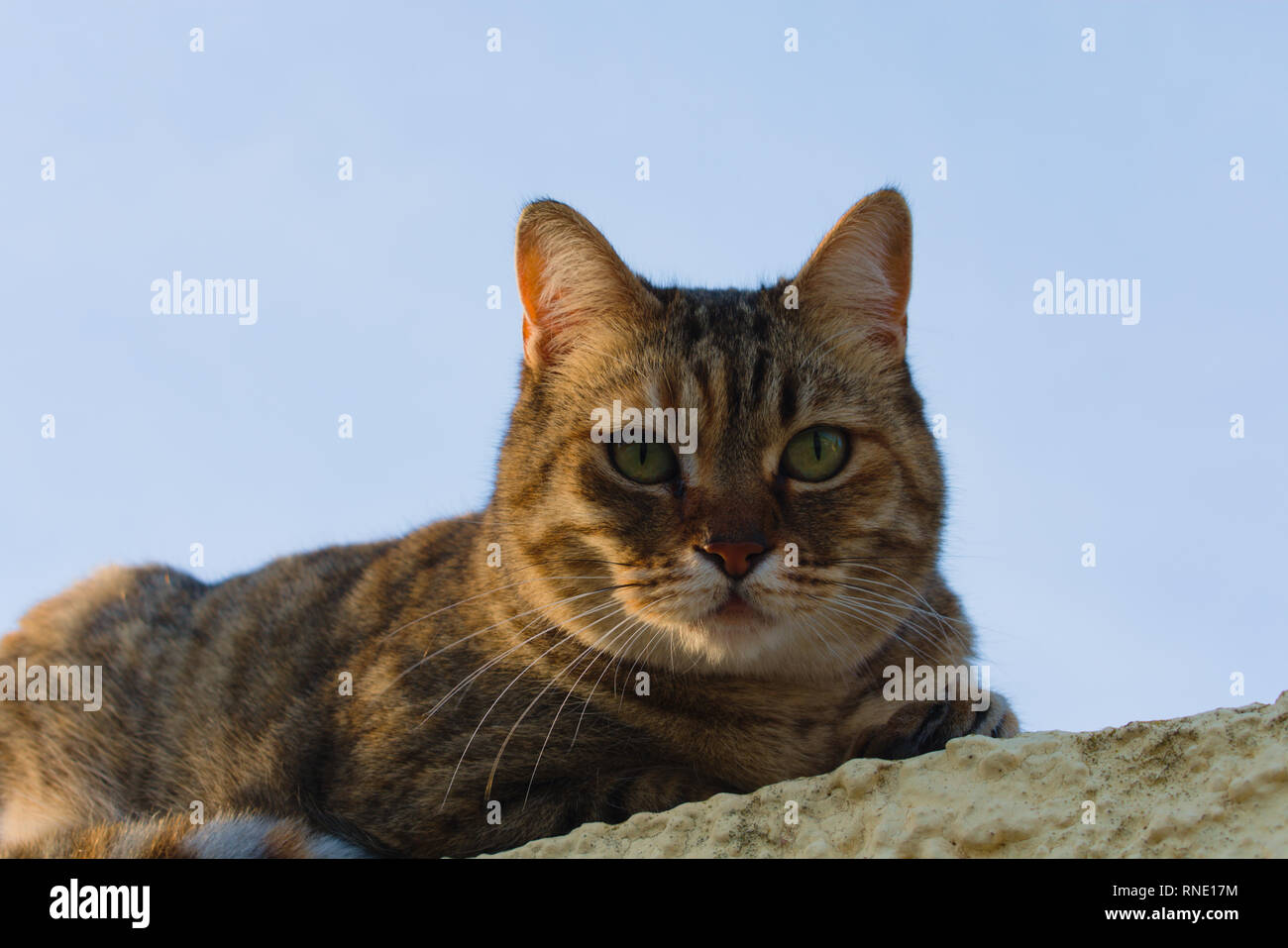 Calm cat hi-res stock photography and images - Alamy