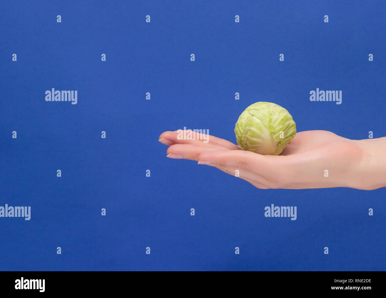 A small head of cabbage lies in the palm of your hand, close-up, blue ...