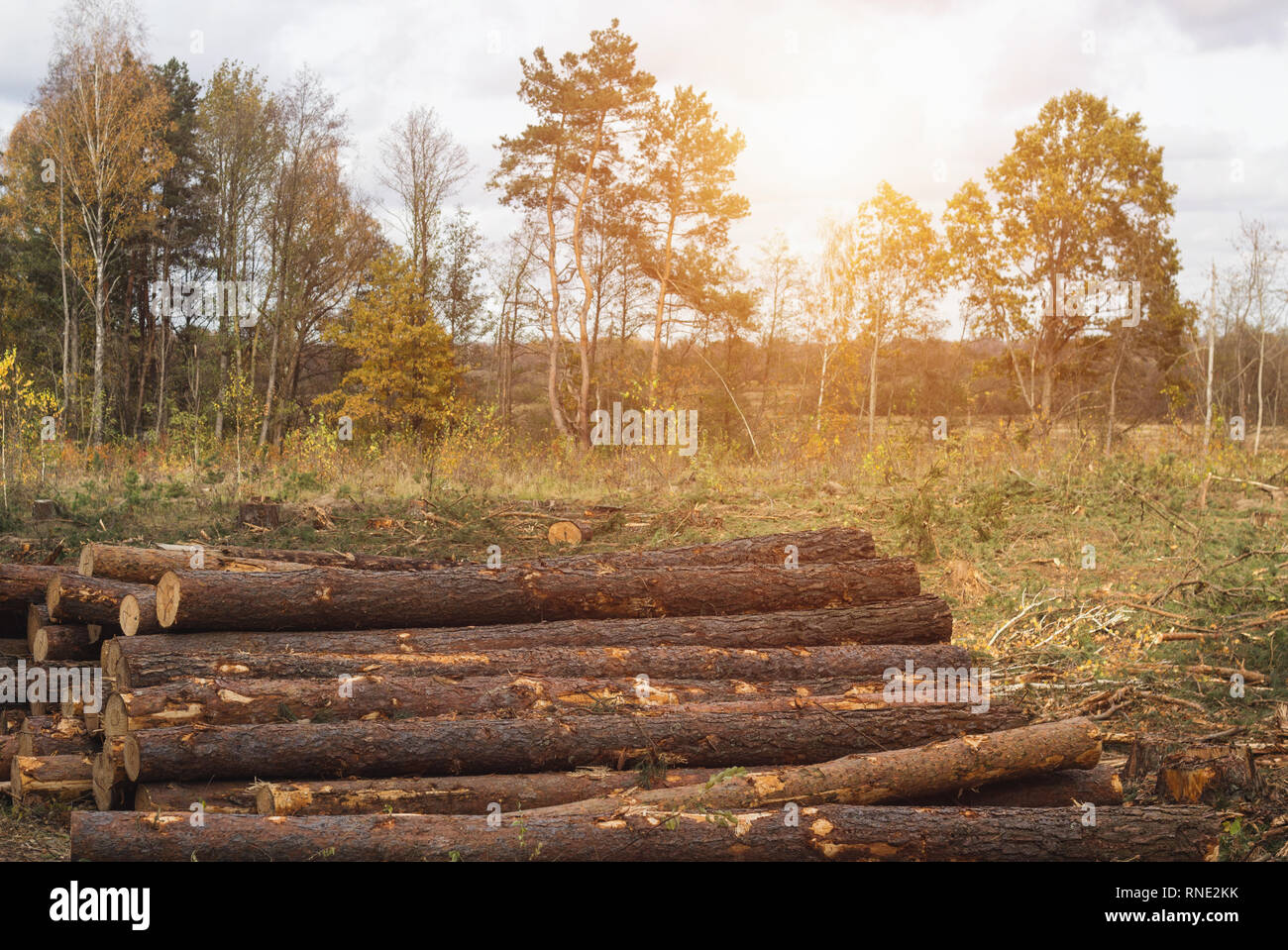 Fighting beetle bark beetles, felling of trees, aids sick and infected ...