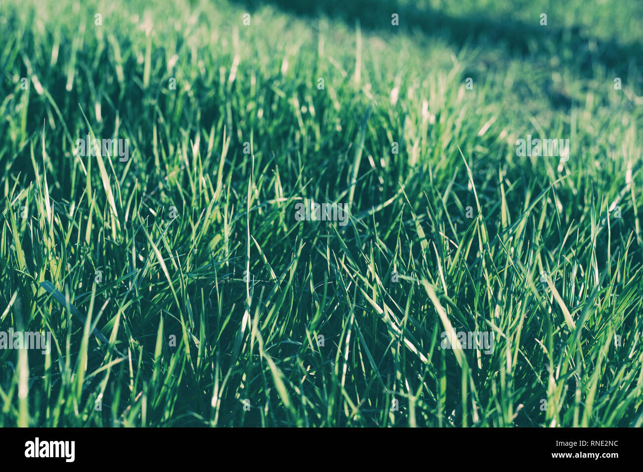Dense nature greenery field hi-res stock photography and images - Alamy
