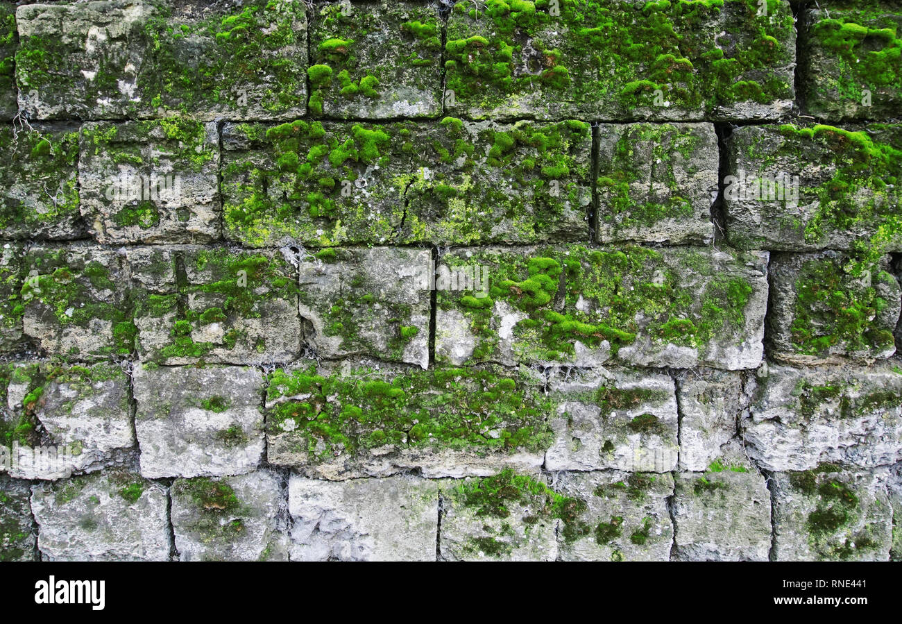 Moss covered paving hi-res stock photography and images - Alamy