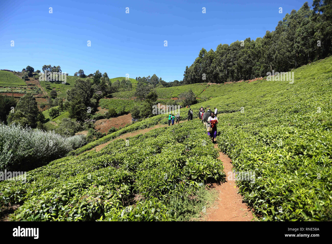 Exporting tea hi-res stock photography and images - Alamy