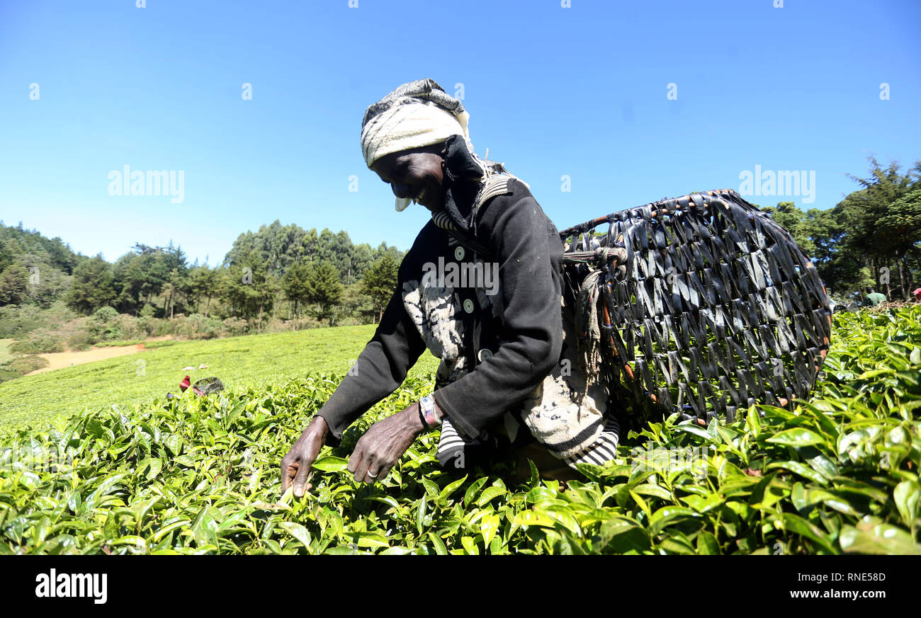 Rose farm kenya hi-res stock photography and images - Alamy