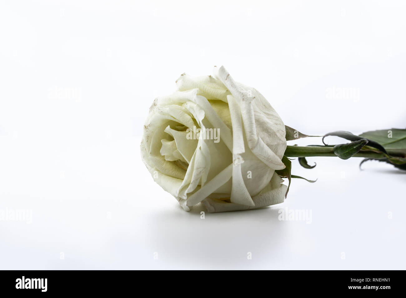 Sluggish white rose isolated on white background Stock Photo - Alamy