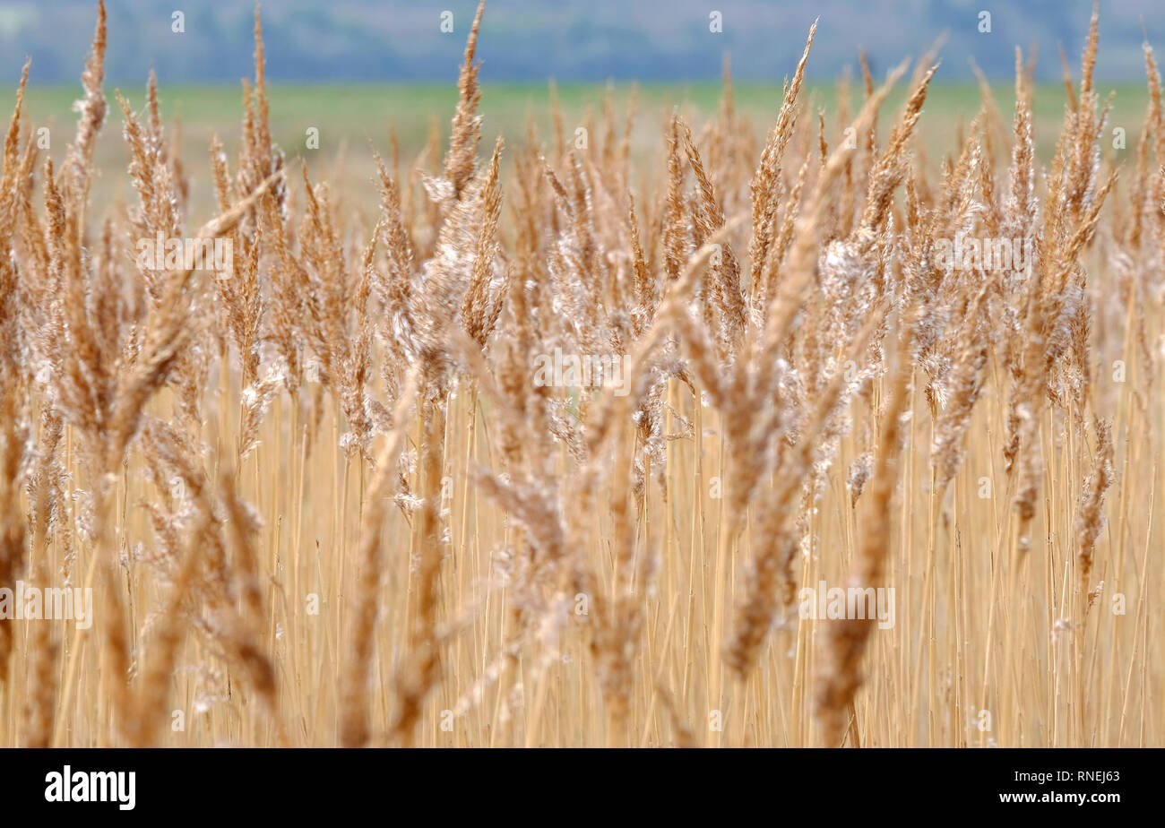 Norfolk winter reed beds hi-res stock photography and images - Alamy