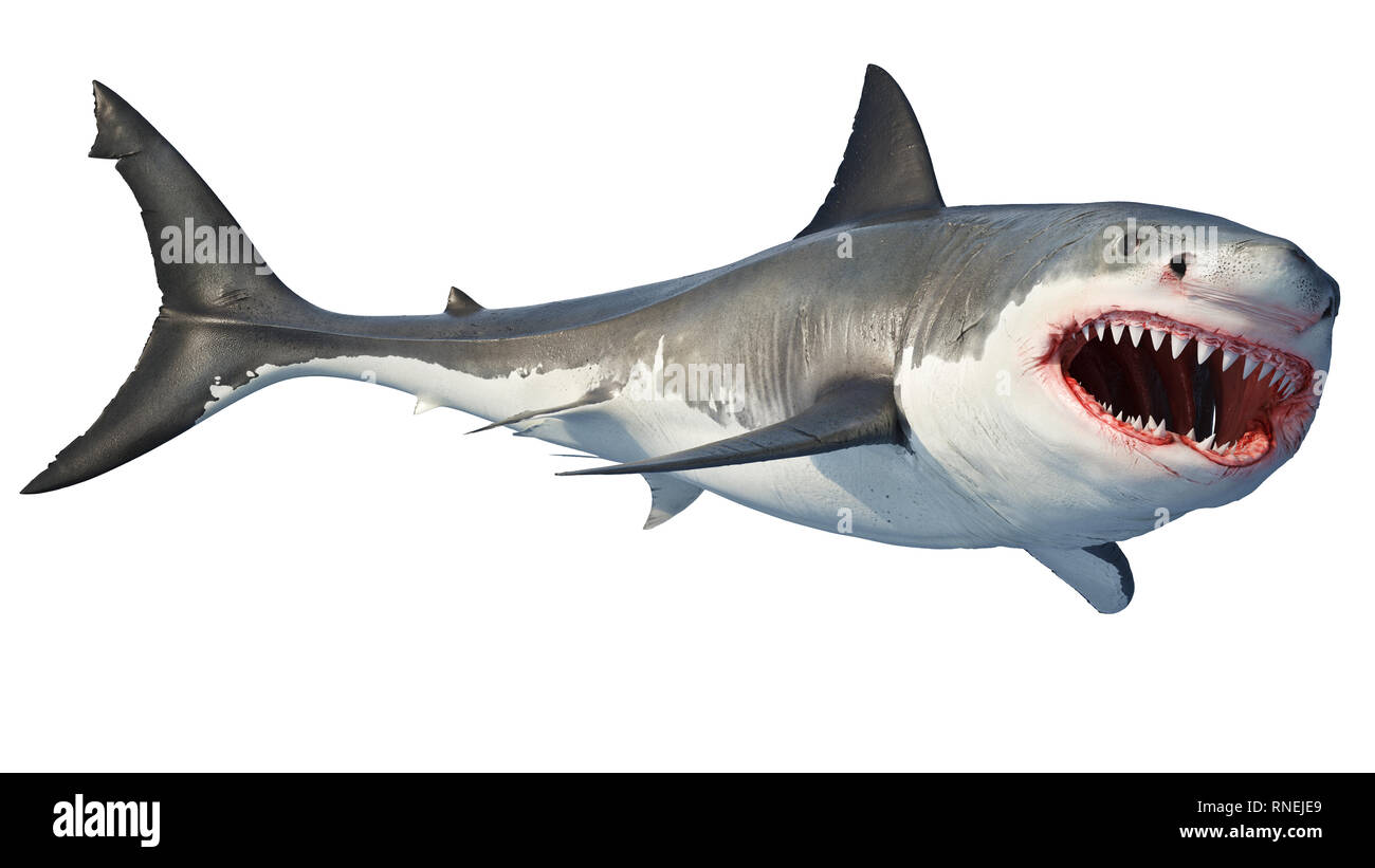 Great White Shark Mouth Open Wallpaper