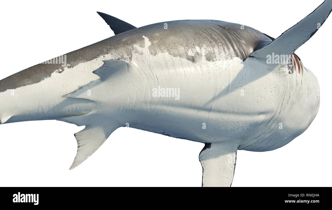 Great White Shark Bottom View