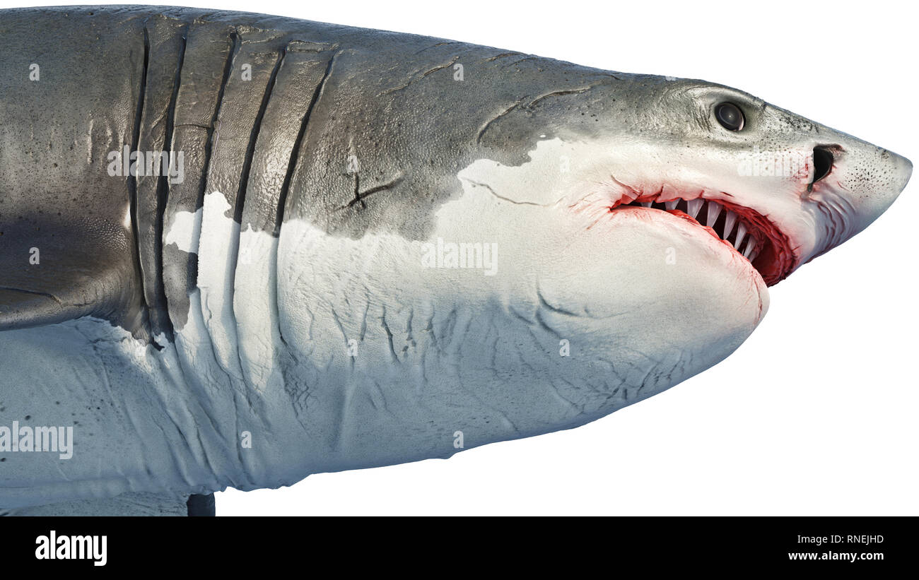White shark marine predator head big, side view, close view. 3D ...