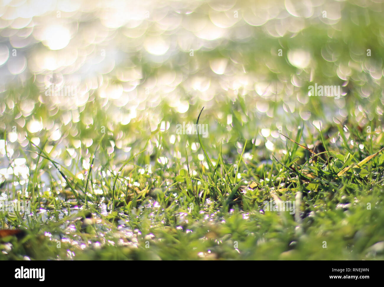 Grass in the water Stock Photo - Alamy