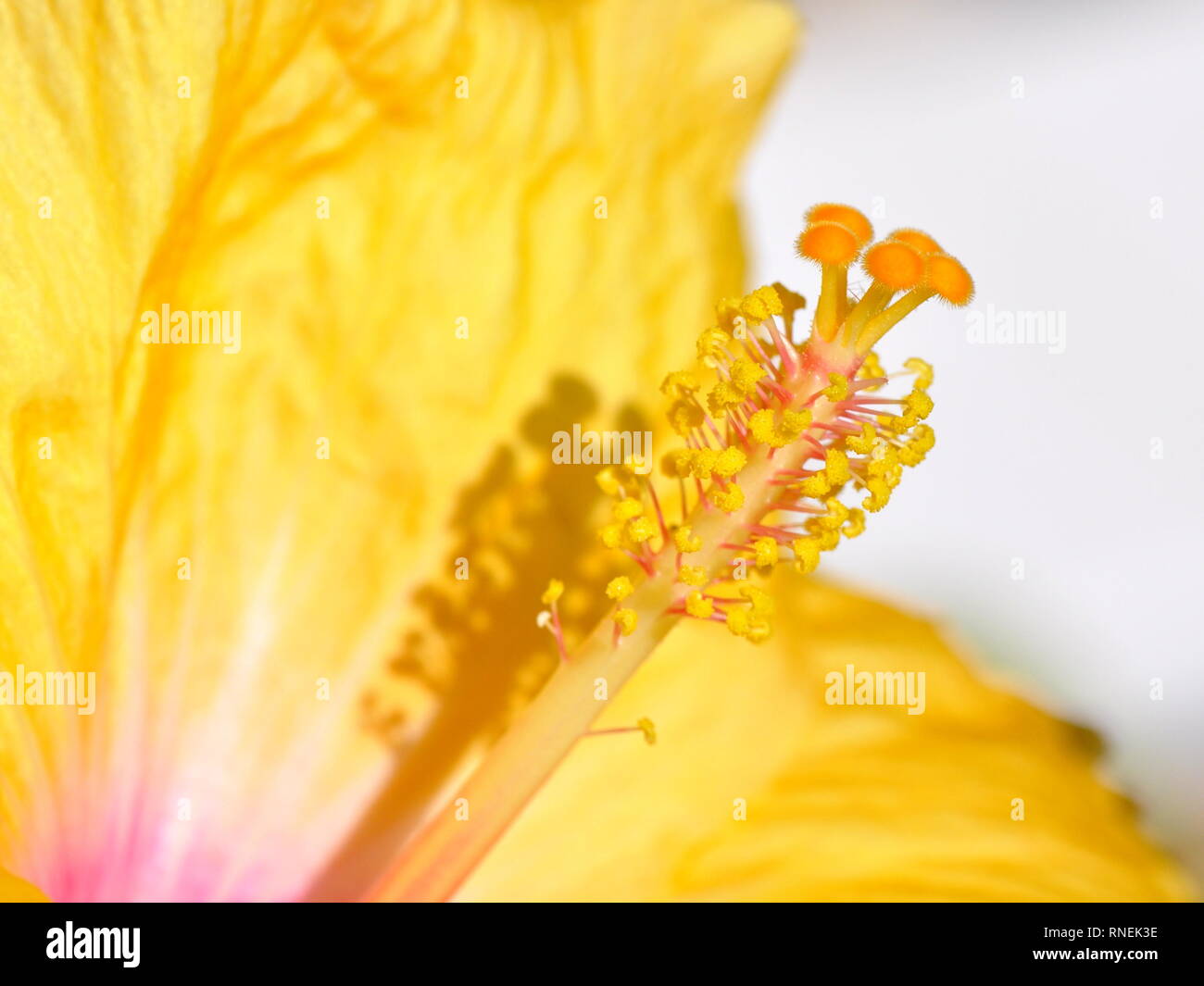 Closeup on the reproductive parts of a yellow hibiscus flower Stock ...