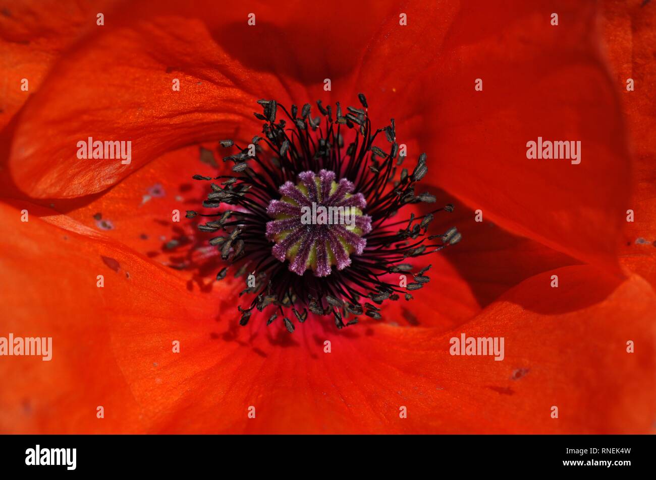 Closeup on a red poppy flower Stock Photo - Alamy