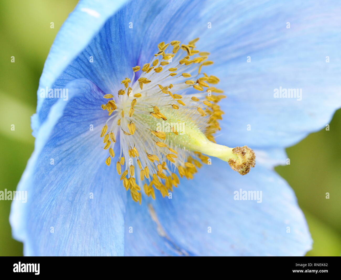 Meconopsis baileyi blue poppy hi-res stock photography and images - Alamy