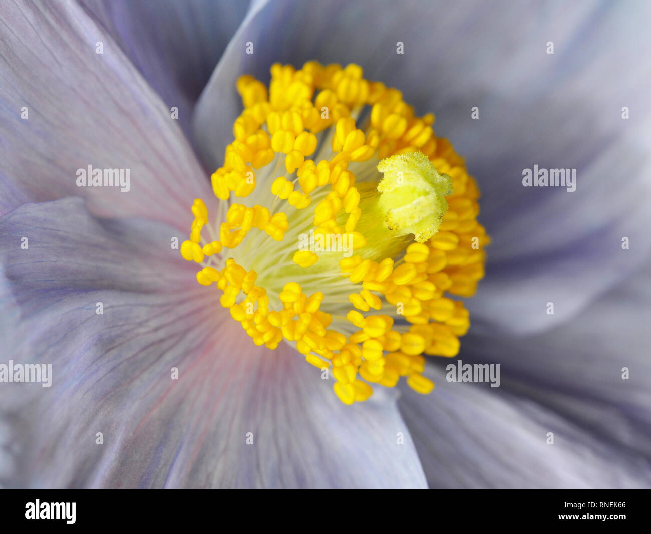 Blue poppy hi-res stock photography and images - Alamy