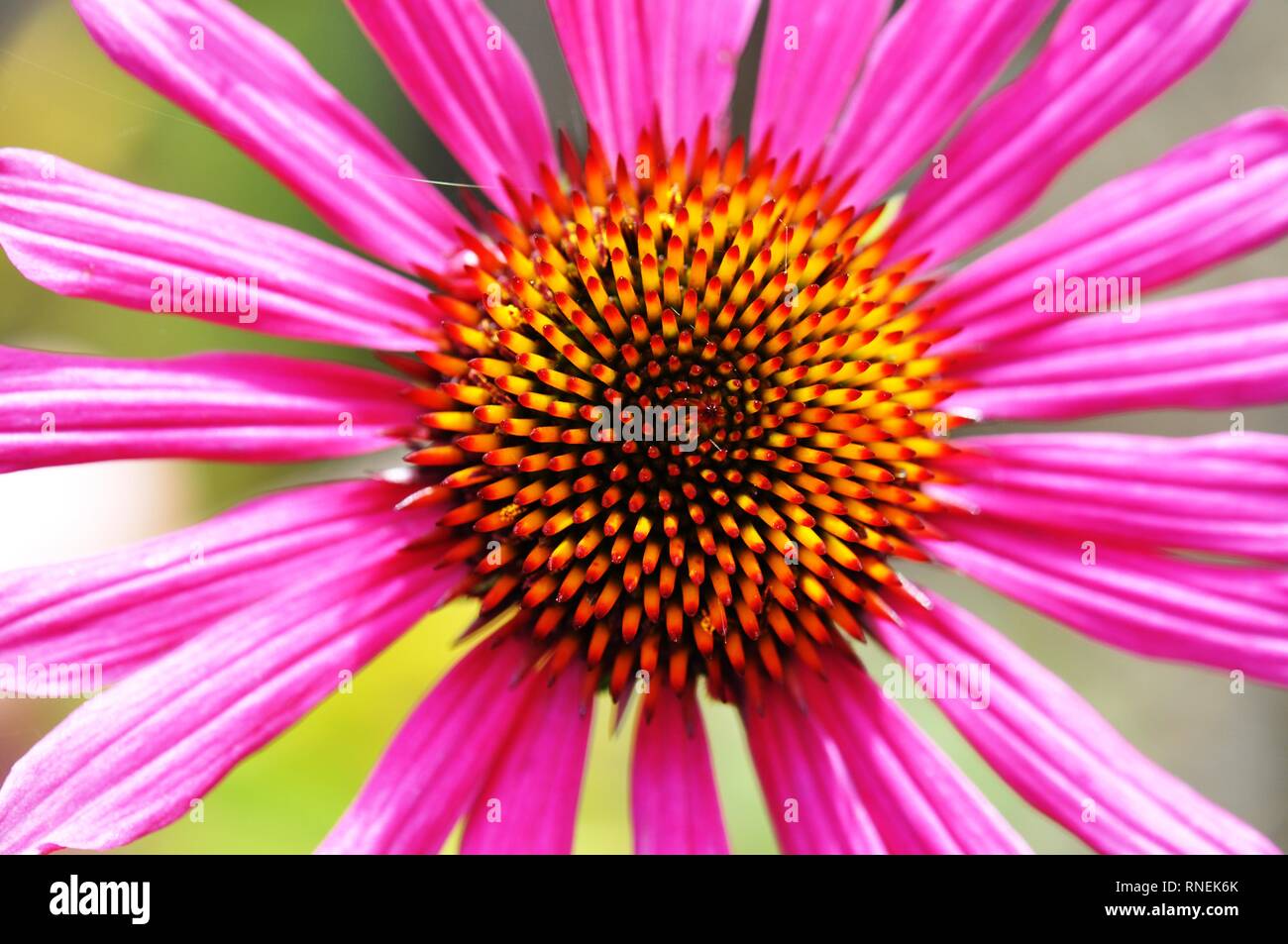 Tennessee coneflower echinacea tennesseensis hi-res stock photography ...