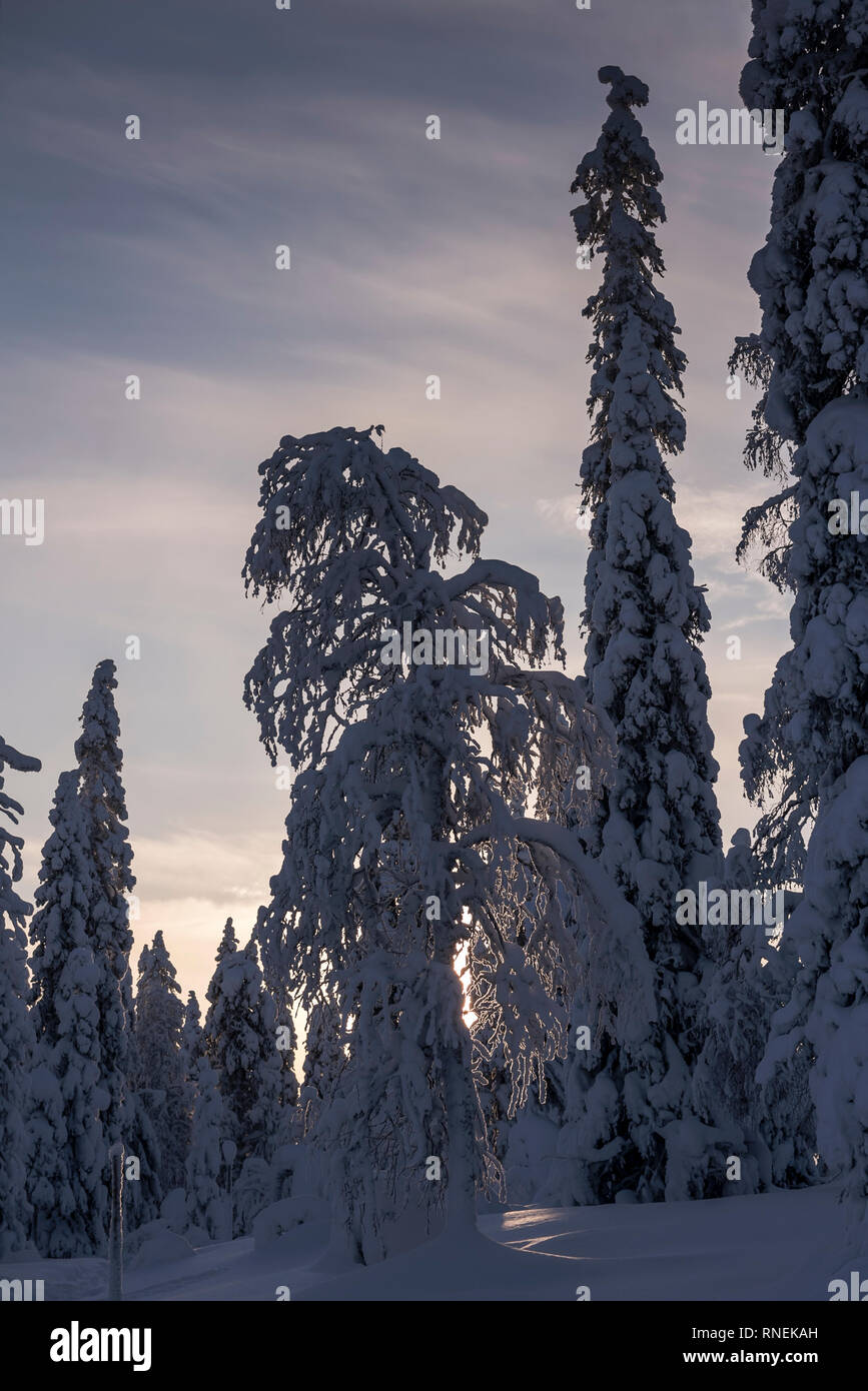 Snow and ice covered coniferous trees in lapland , Finland Stock Photo ...