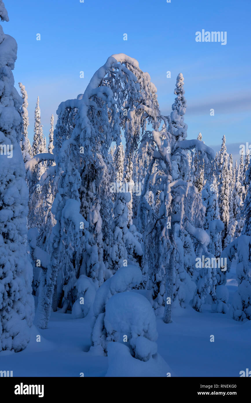 Snow and ice covered coniferous trees in lapland , Finland Stock Photo ...