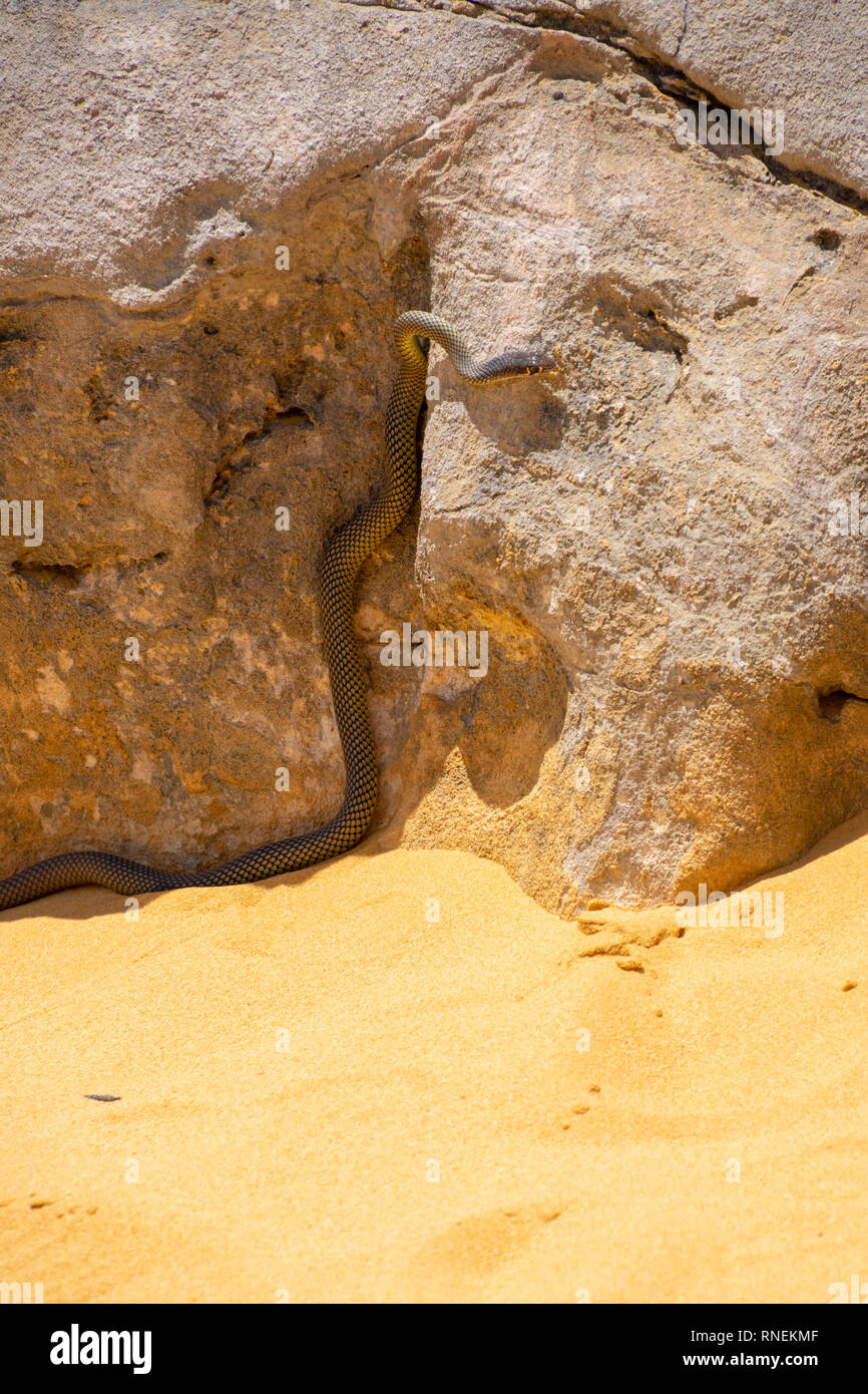 Sand snake at the pinnacles desert in Western Australia in the hot sun ...
