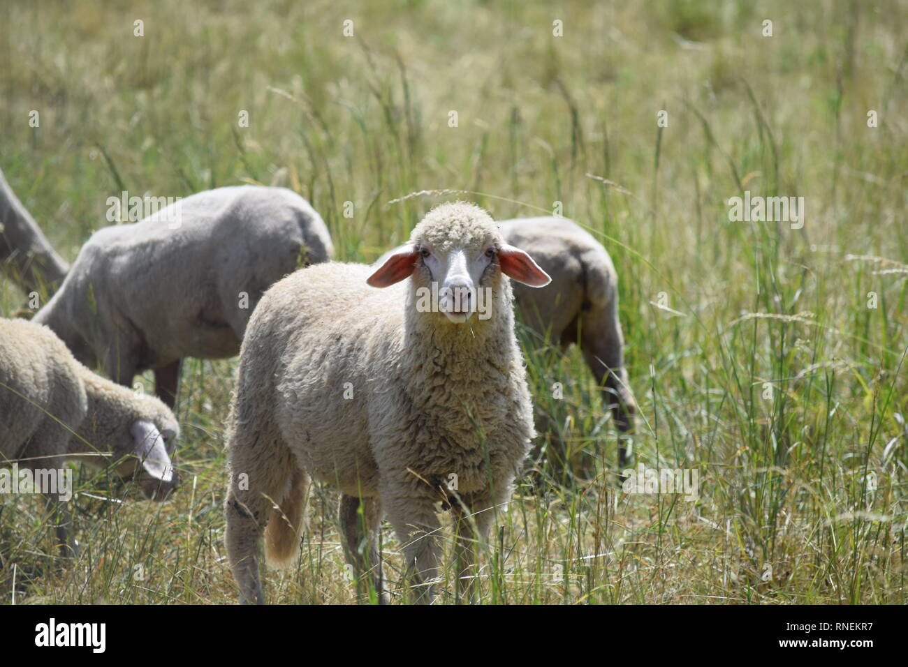 freshly sheared Sheep on Meadow Stock Photo - Alamy