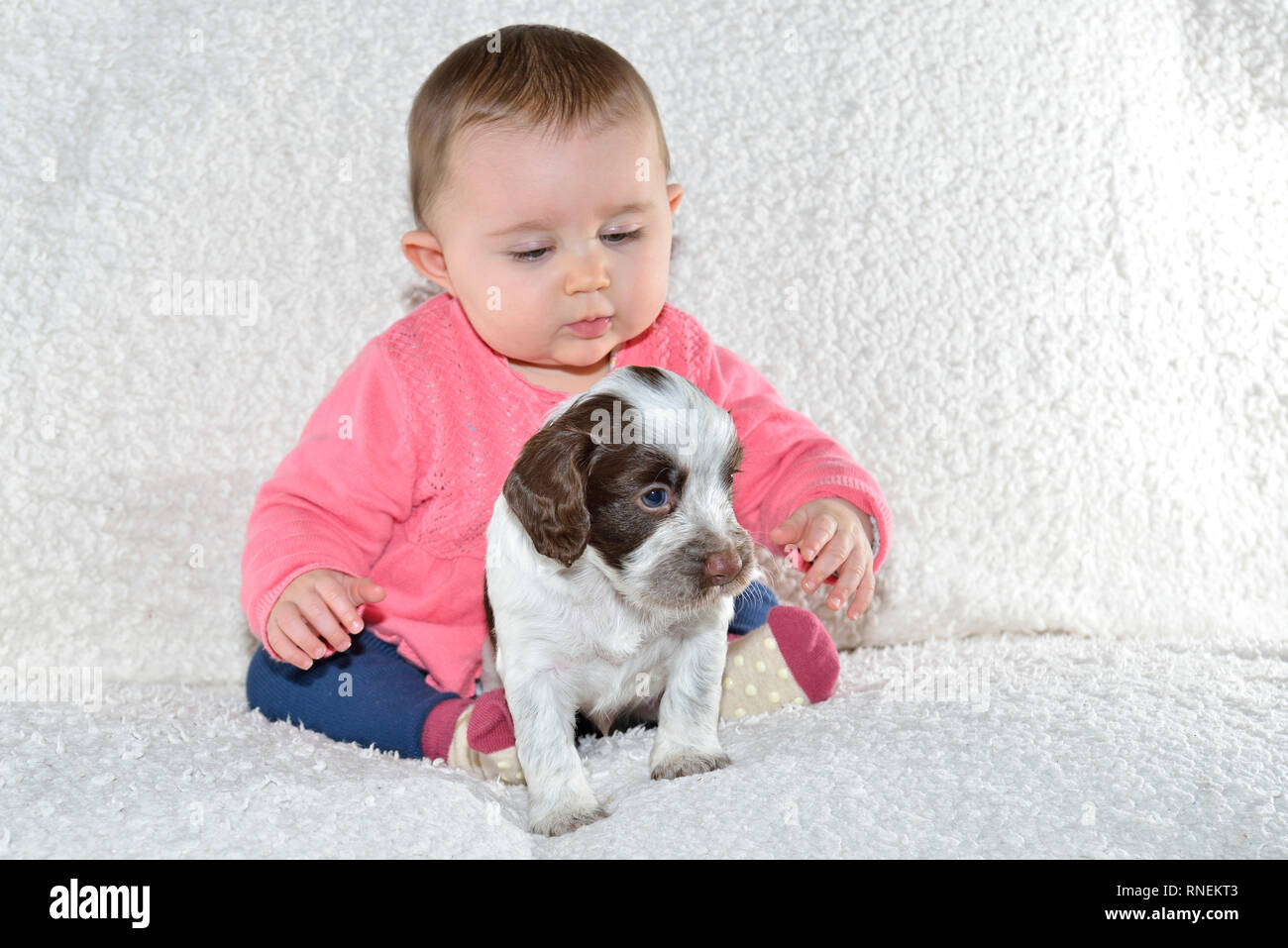 Sprocker spaniel hi-res stock photography and images - Alamy