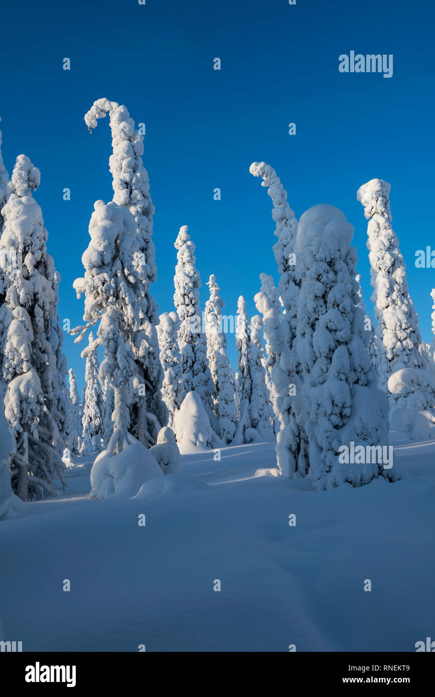 Snow and ice covered coniferous trees in lapland , Finland Stock Photo ...