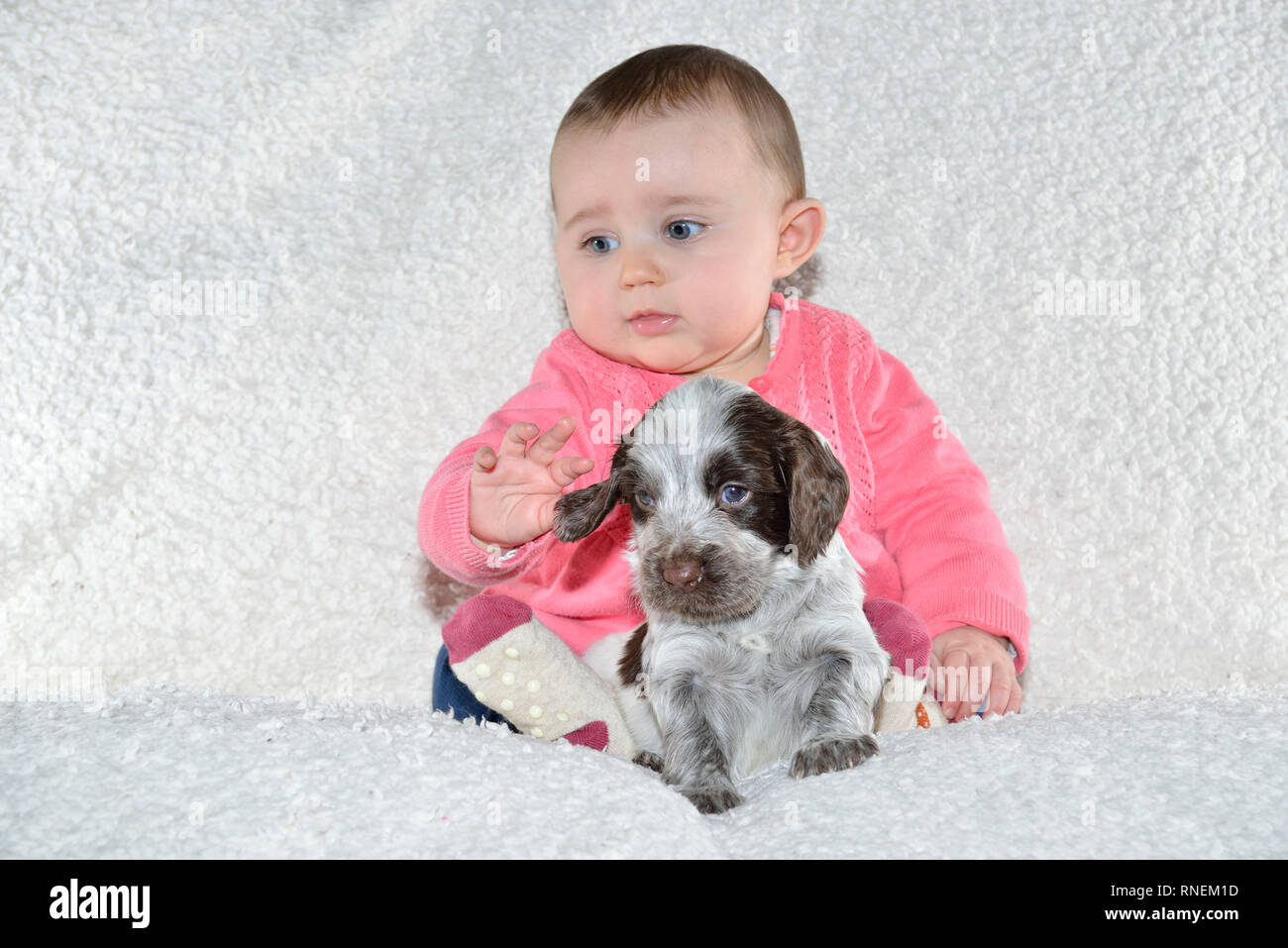 Dog birth hi-res stock photography and images - Alamy