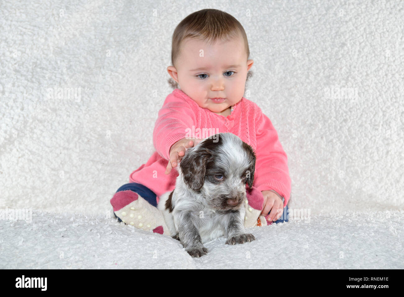 7 month baby girl with young sprocker spaniel puppy dog Stock Photo - Alamy
