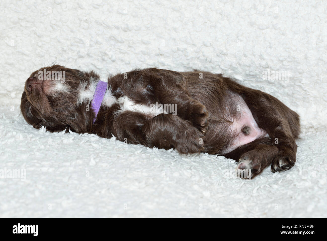 Sprocker Spaniel Puppy Stock Photo - Alamy