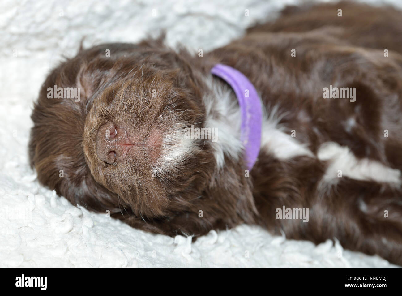 Sprocker Spaniel Puppy Stock Photo - Alamy