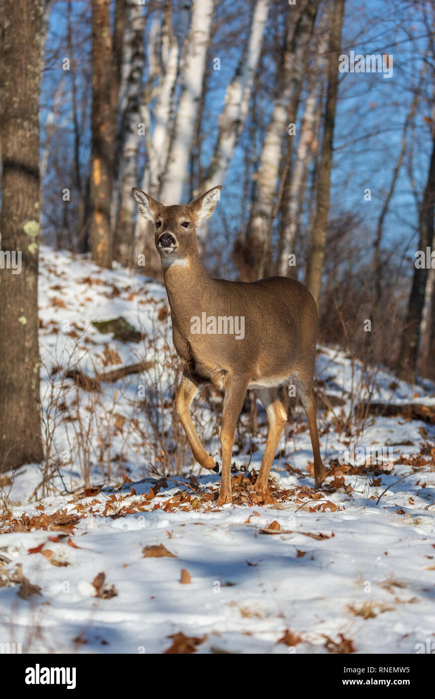 Stomping foot hi-res stock photography and images - Alamy