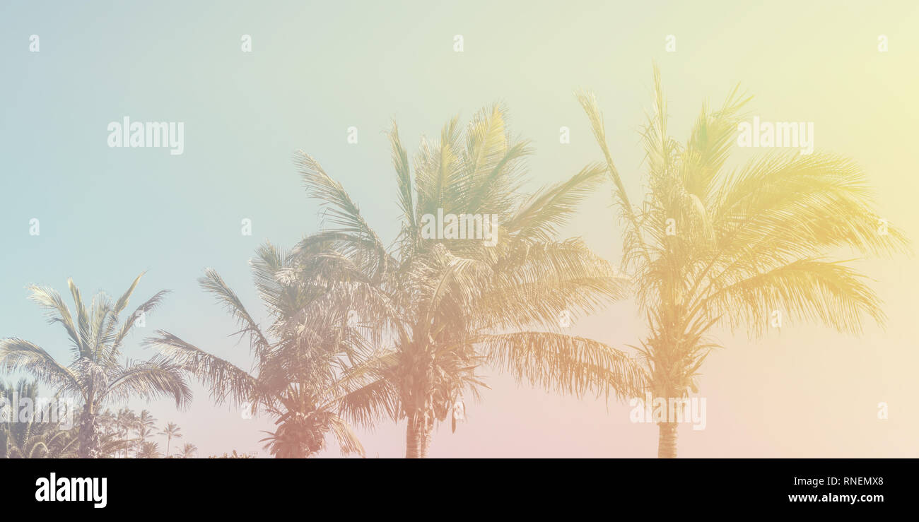 Toned photos of the palm trees, light green blue yellow, pink ...
