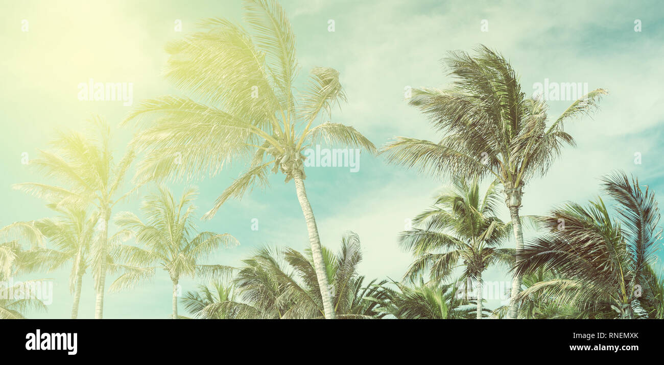 Toned photos of the palm trees, light green blue yellow, selective ...