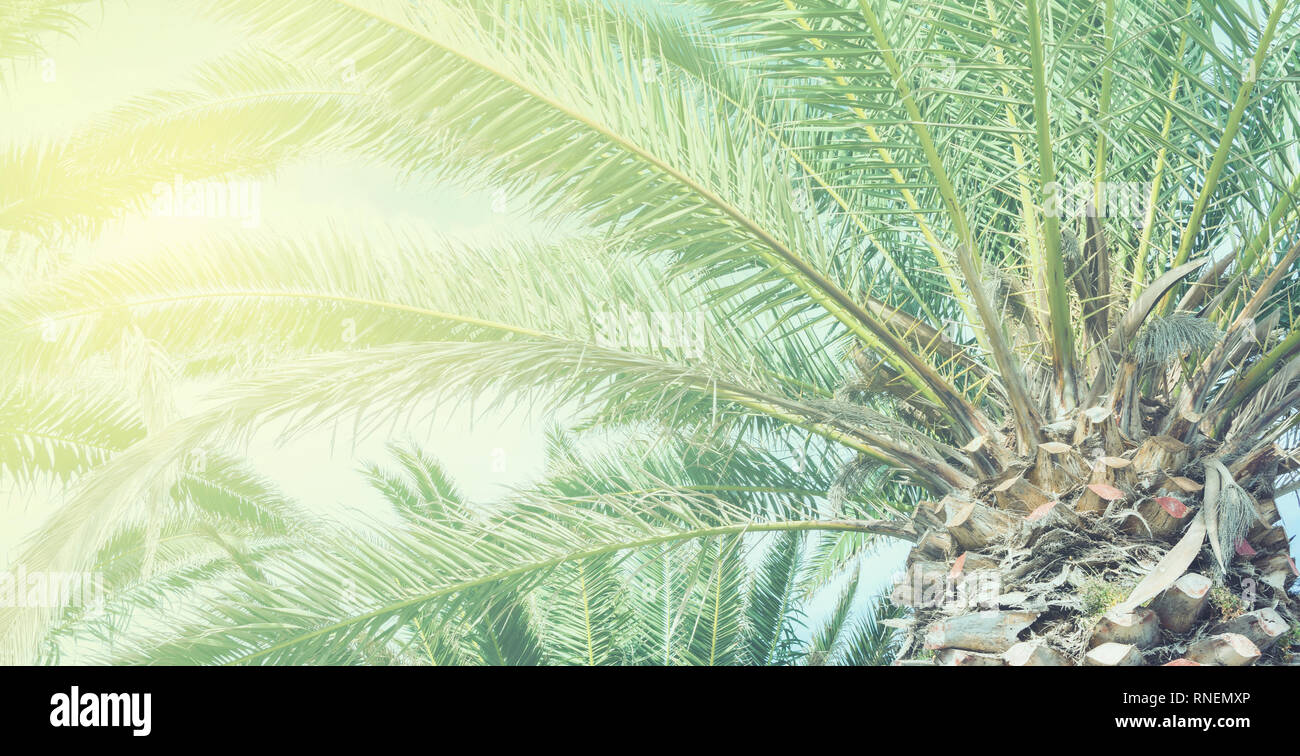Toned photos of the palm trees, light green blue yellow, selective ...