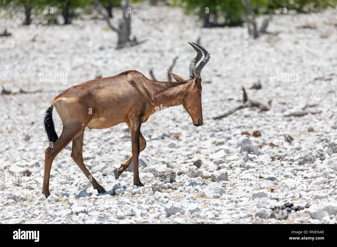 Red hartebeest alcelaphus buselaphus hi-res stock photography and ...