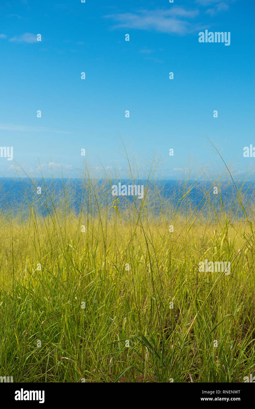 Grass with the ocean background, Kauai, Hawaii Stock Photo - Alamy