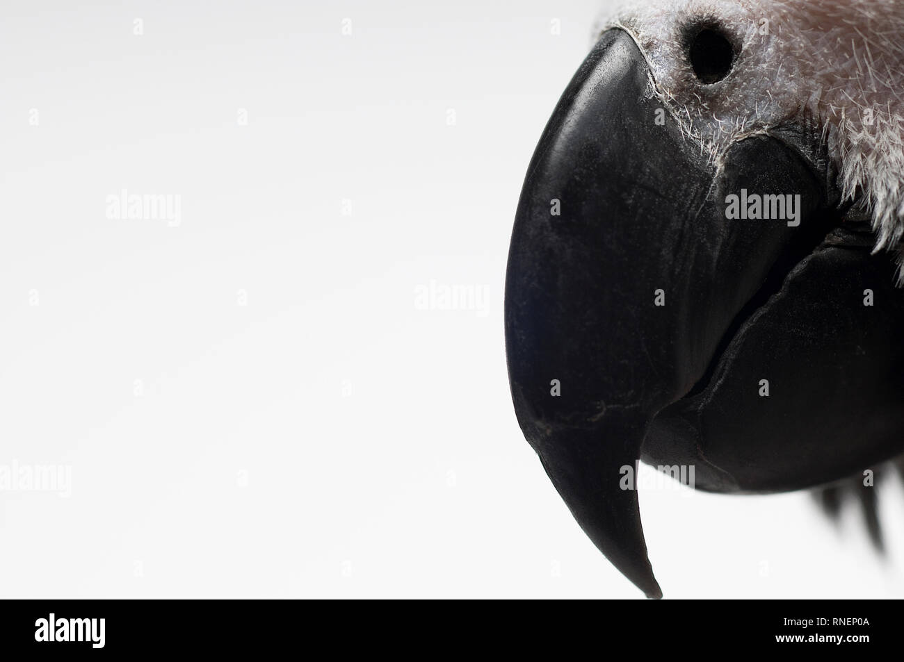 Beak texture hi-res stock photography and images - Alamy