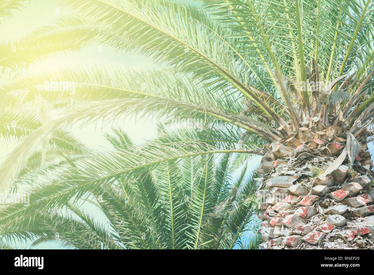 Toned photos of the palm trees, light green blue yellow, selective ...