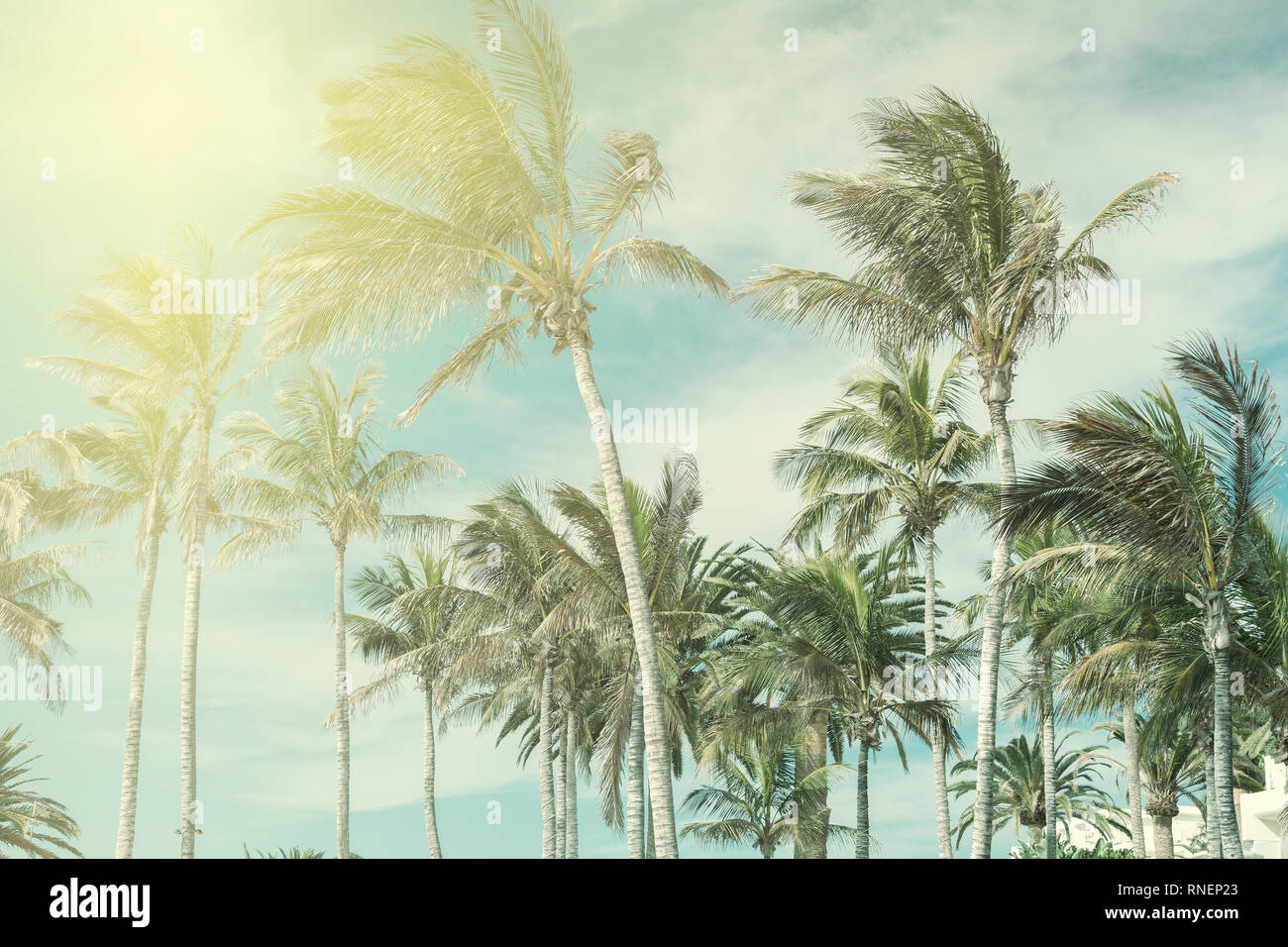 Toned photos of the palm trees, light green blue yellow, selective ...
