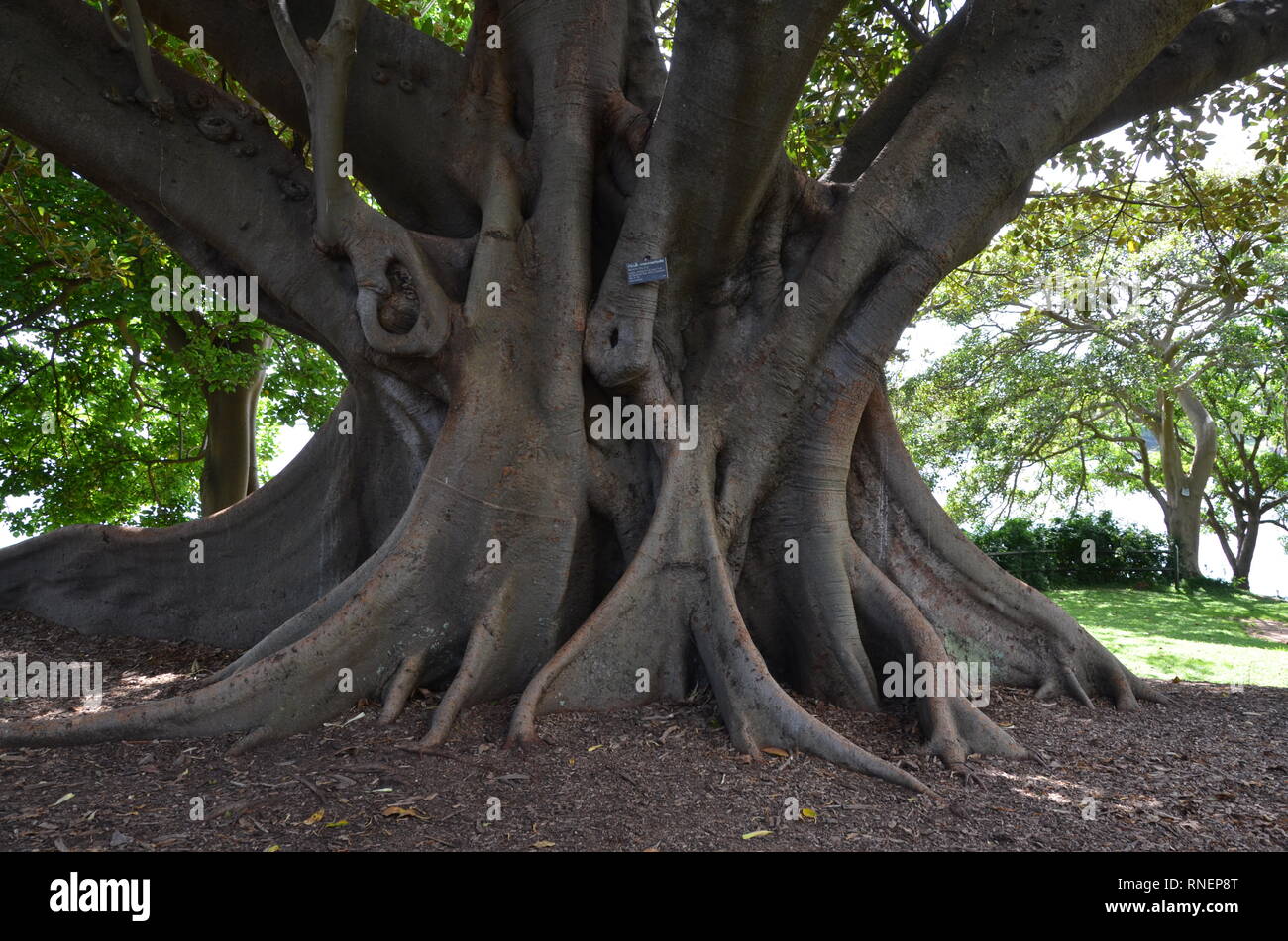 Fig Tree roots Stock Photo - Alamy