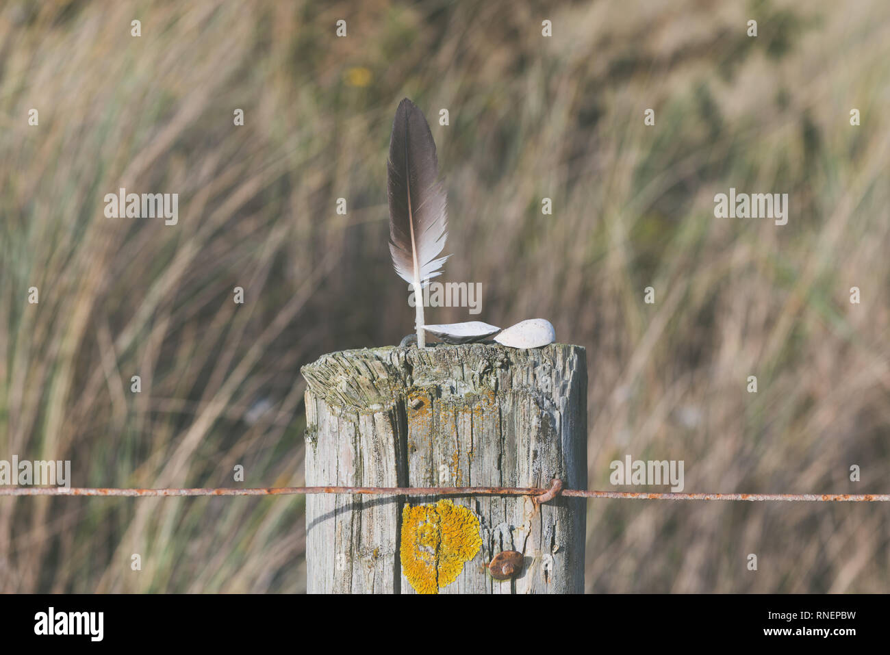 Feather top grass hi-res stock photography and images - Alamy