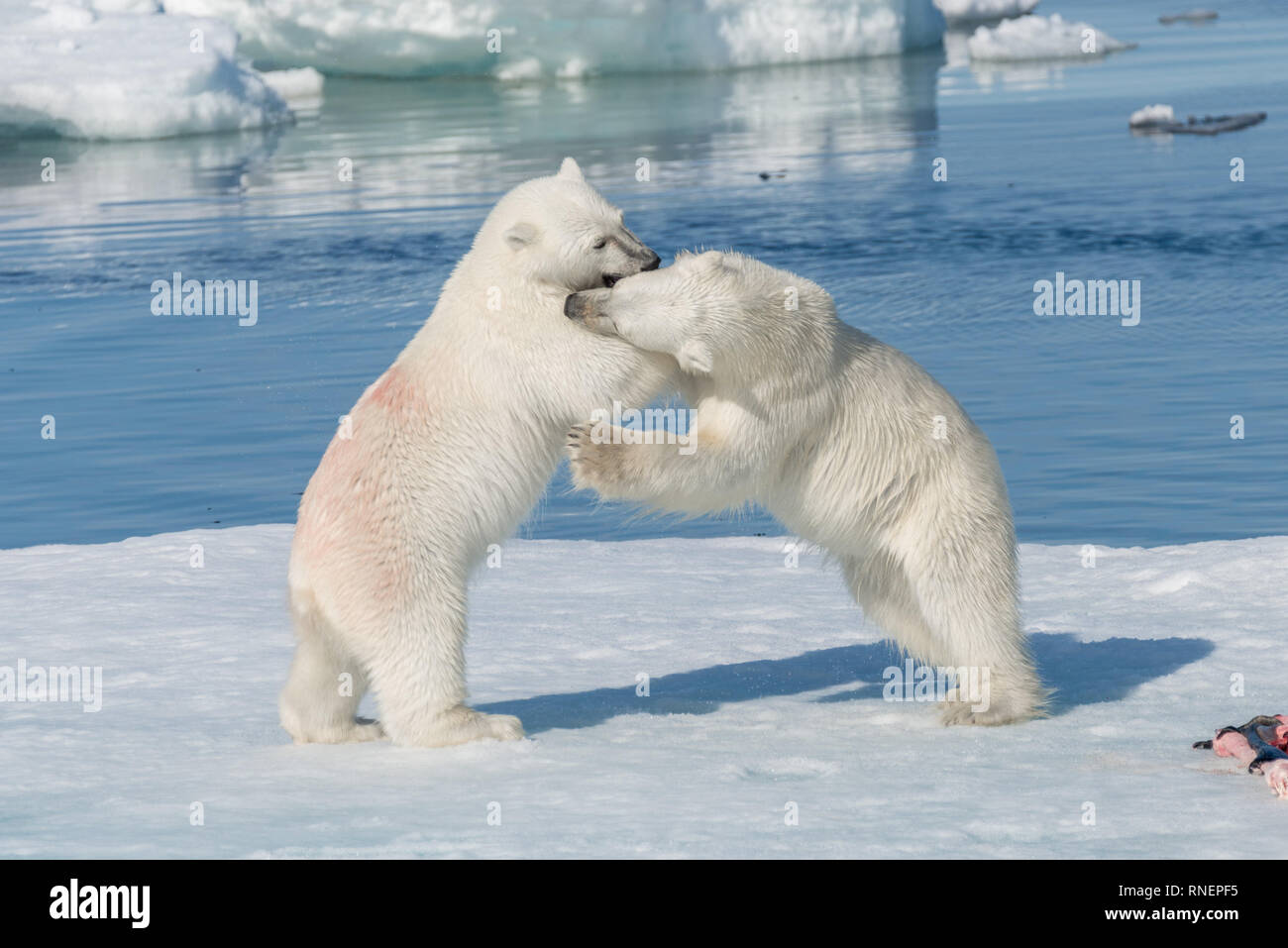 Two young wild polar bear cubs playing on pack ice in Arctic sea, north ...