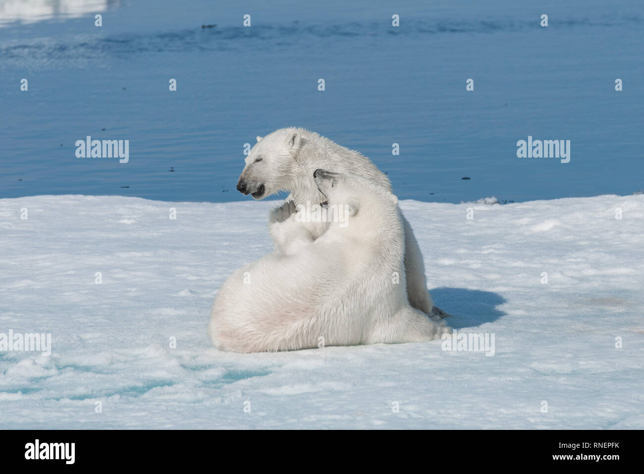 Two young wild polar bear cubs playing on pack ice in Arctic sea, north ...