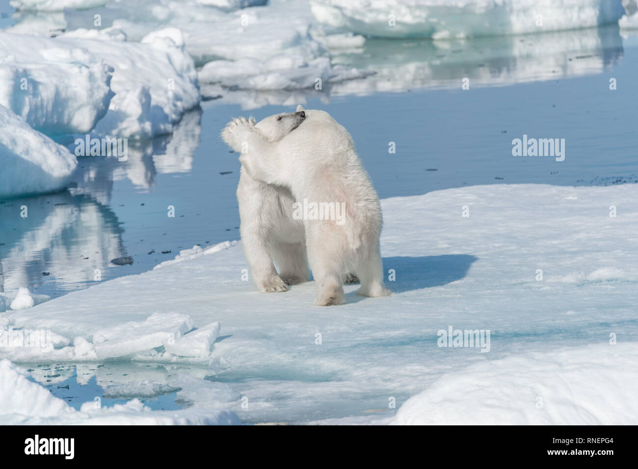 Two young wild polar bear cubs playing on pack ice in Arctic sea, north ...
