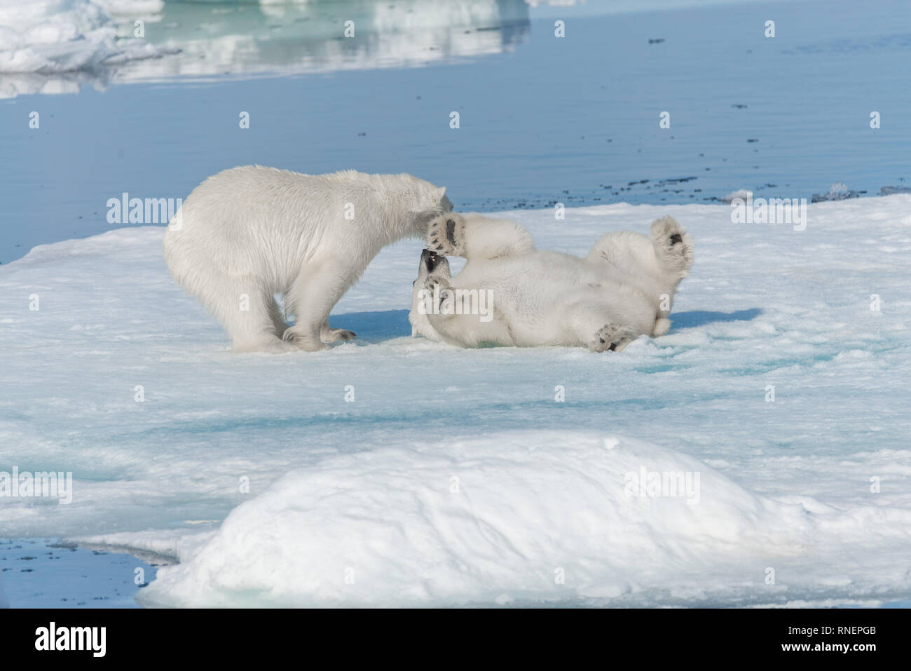 Two young wild polar bear cubs playing on pack ice in Arctic sea, north ...