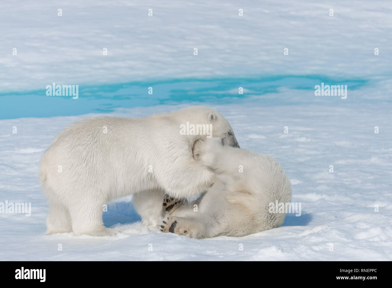 Two young wild polar bear cubs playing on pack ice in Arctic sea, north ...