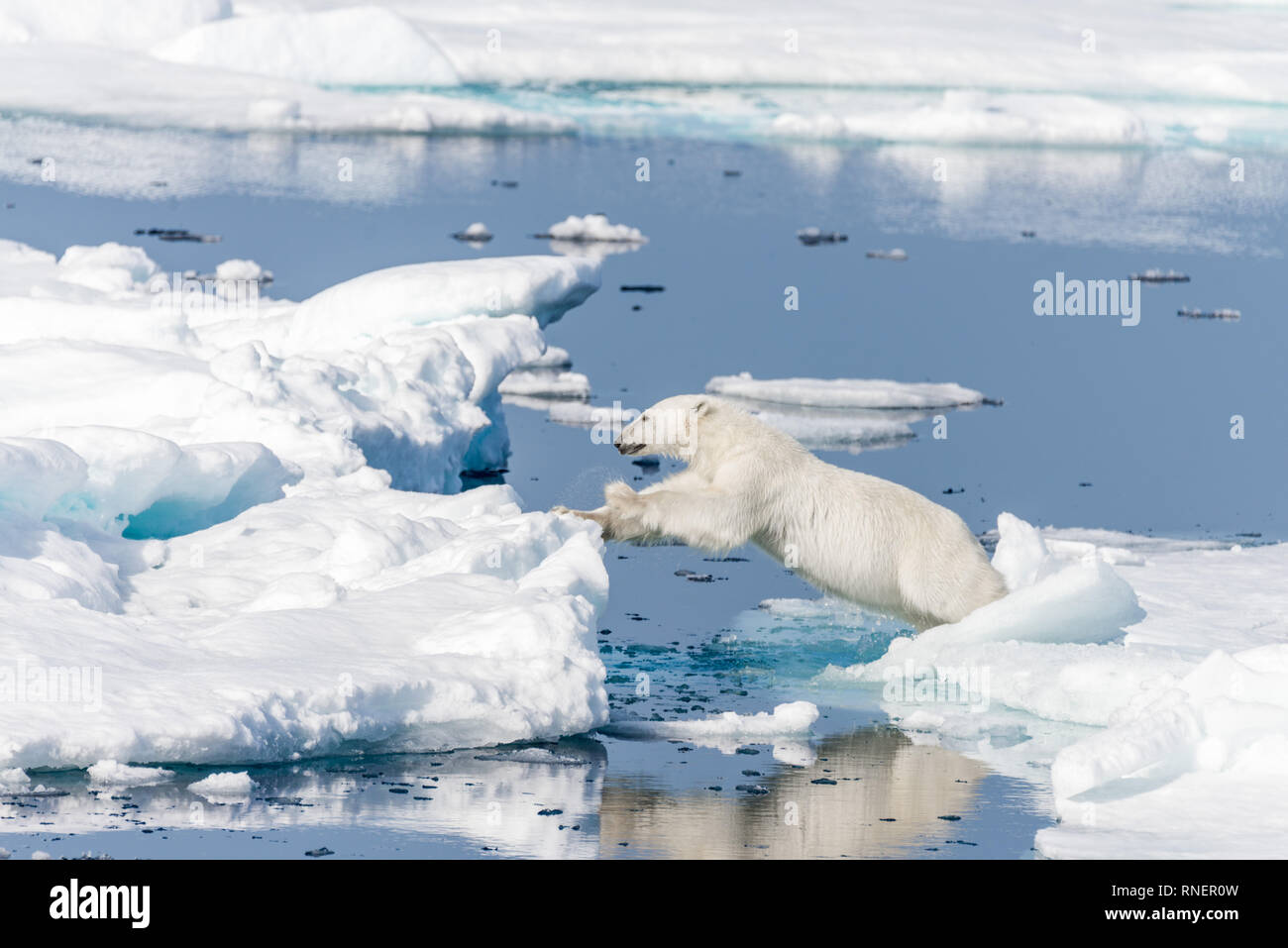 Wild polar bear jumping across ice floes north of Svalbard Arctic ...