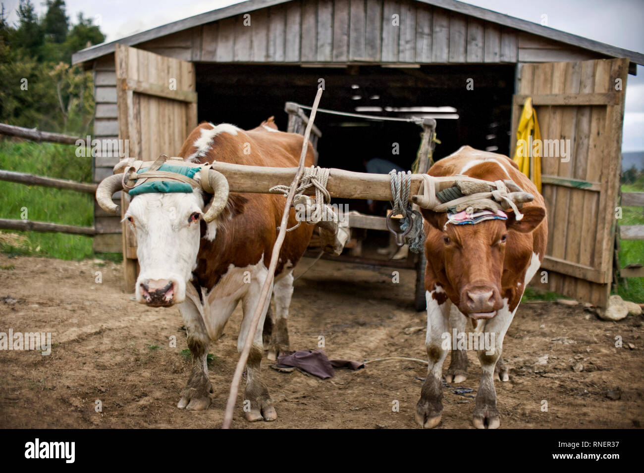 Oxen pulling a cart on a farm Stock Photo - Alamy