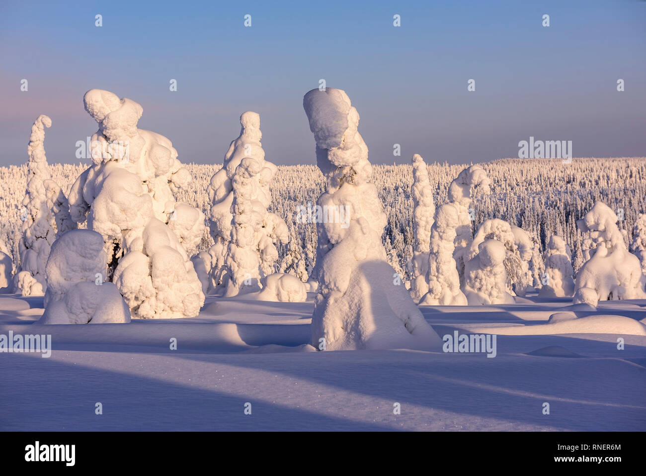 Snow and ice covered coniferous trees in lapland , Finland Stock Photo ...