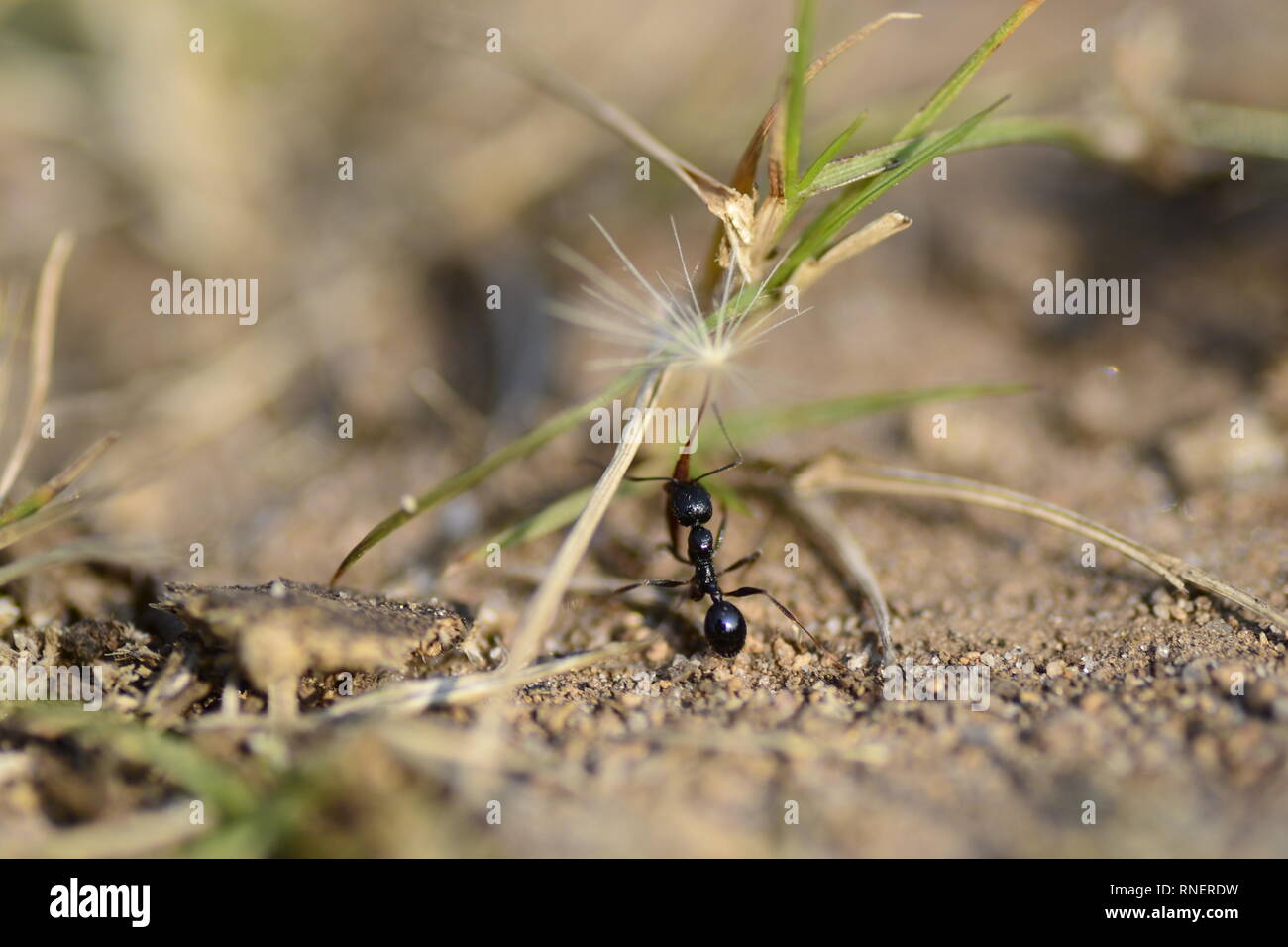Ant carry seed hi-res stock photography and images - Alamy