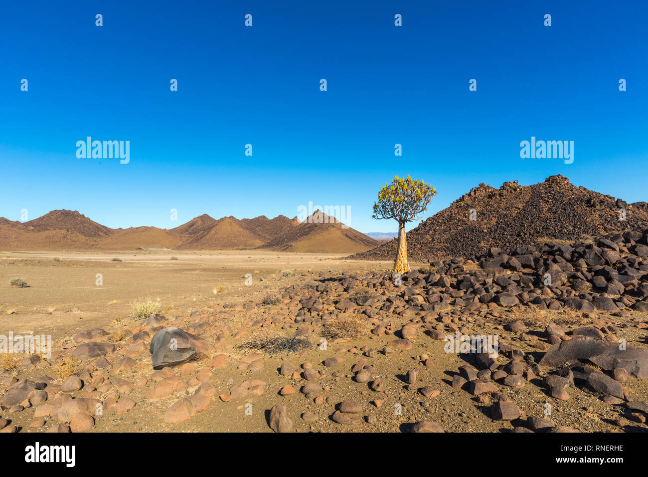 Quiver tree bird hi-res stock photography and images - Alamy