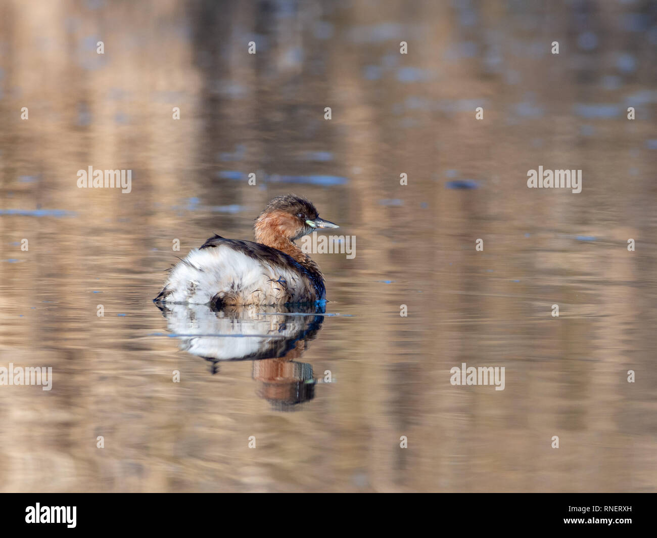 Little grebe winter hi-res stock photography and images - Alamy
